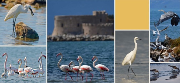 Η γιορτή των πουλιών στον υγρότοπο Ναυπλίου –Νέας Κίου - Αργολική Ανάπτυξη